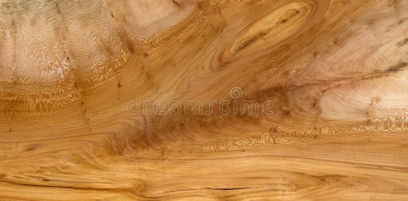 London Plane Timber stock photo. Image of hispanica - 145653462