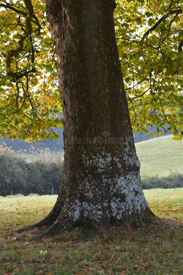 London Plane Tree In The Autumn Fall Stock Image - Image of bare ...