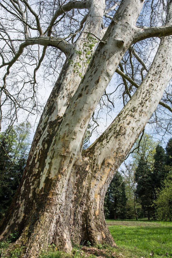 London plane tree stock photo. Image of hybrid, oriental - 42101256