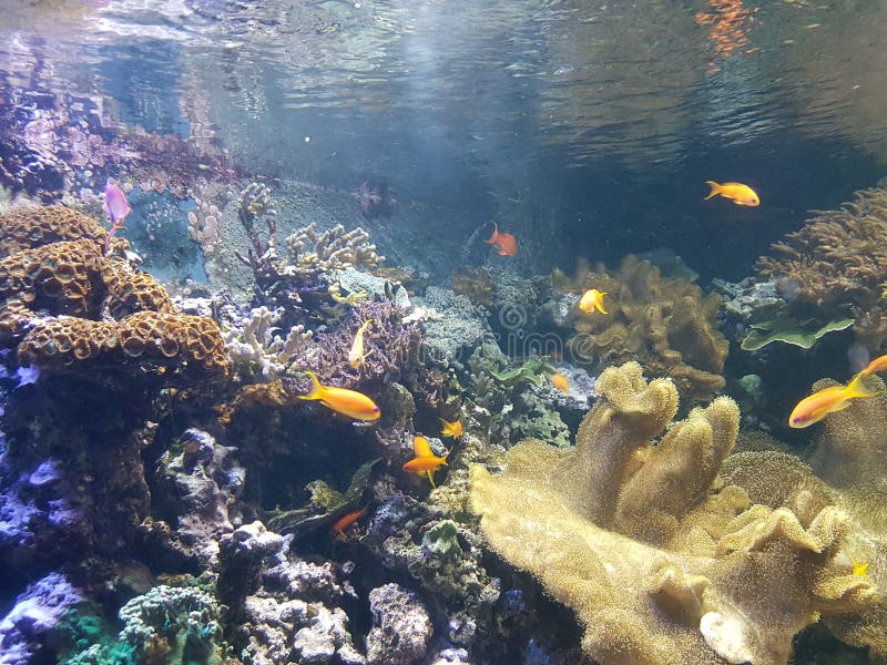 London sea life stock photo. Image of underwater, ocean - 76673496