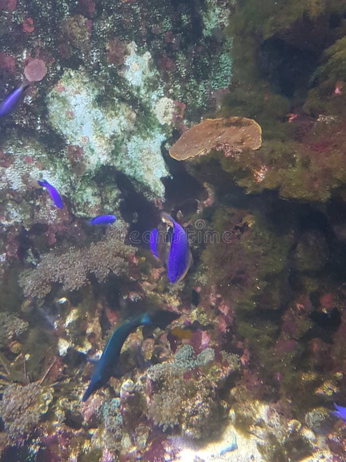 London sea life stock photo. Image of fish, coral, water - 76673646