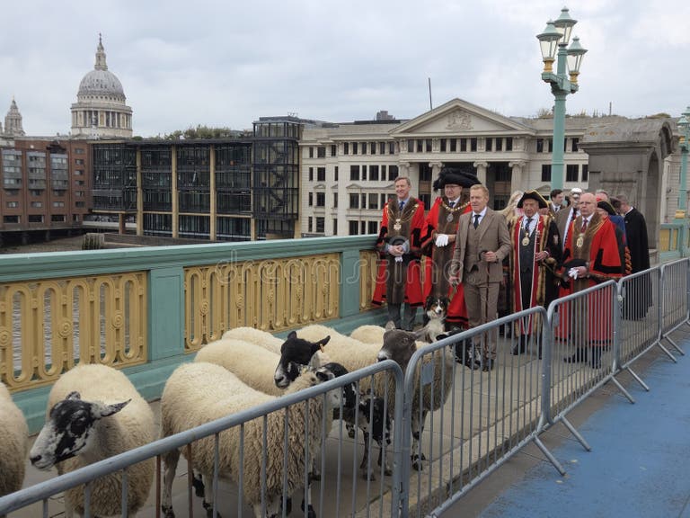 London Sheep Drive 2025 Stock Photos - Free & Royalty-Free Stock Photos ...