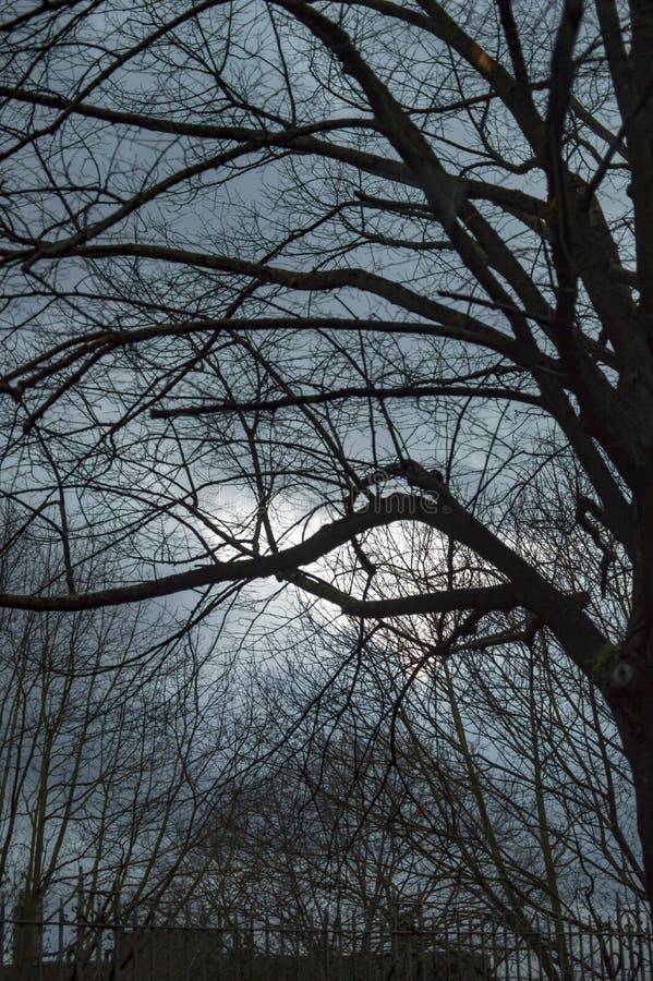 Lots of Branches of Temperate Forest Green Tree Stock Photo - Image of ...