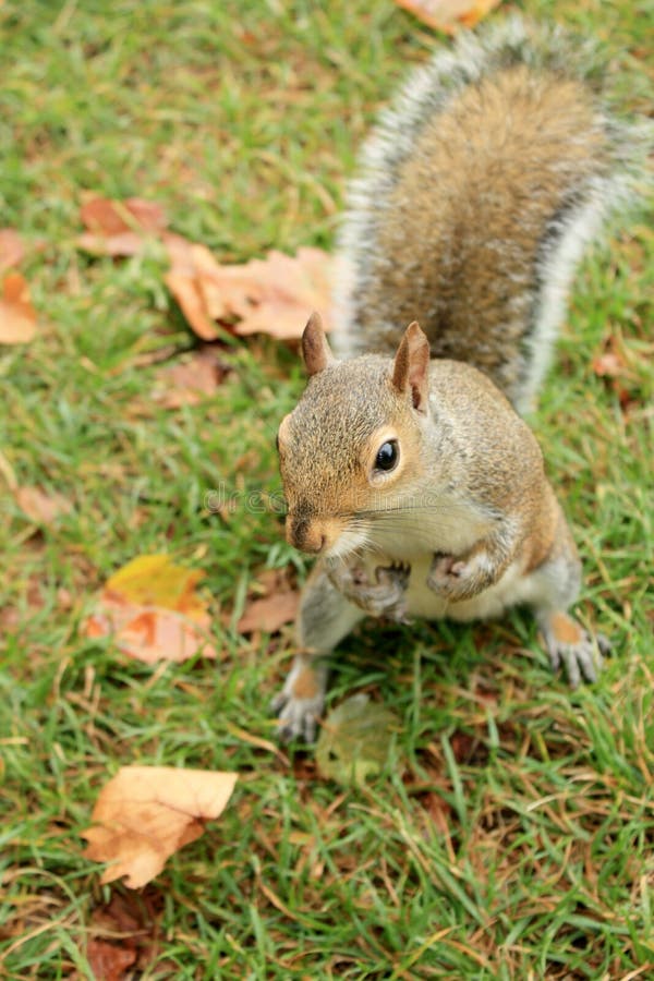 London Squirrel stock photo. Image of color, europe, lawn - 25713674
