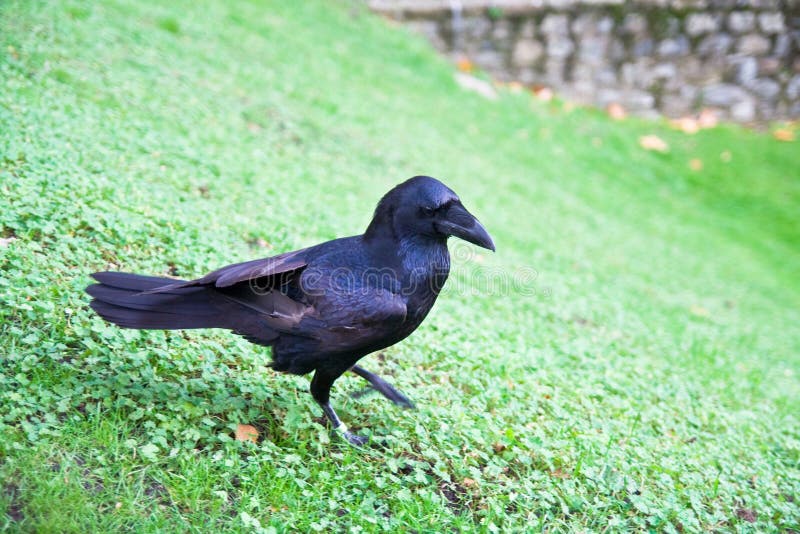 London Tower crow stock image. Image of london, bird, england - 3174065