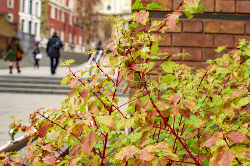 London Tree and Plants of Different Colors Stock Photo - Image of ...