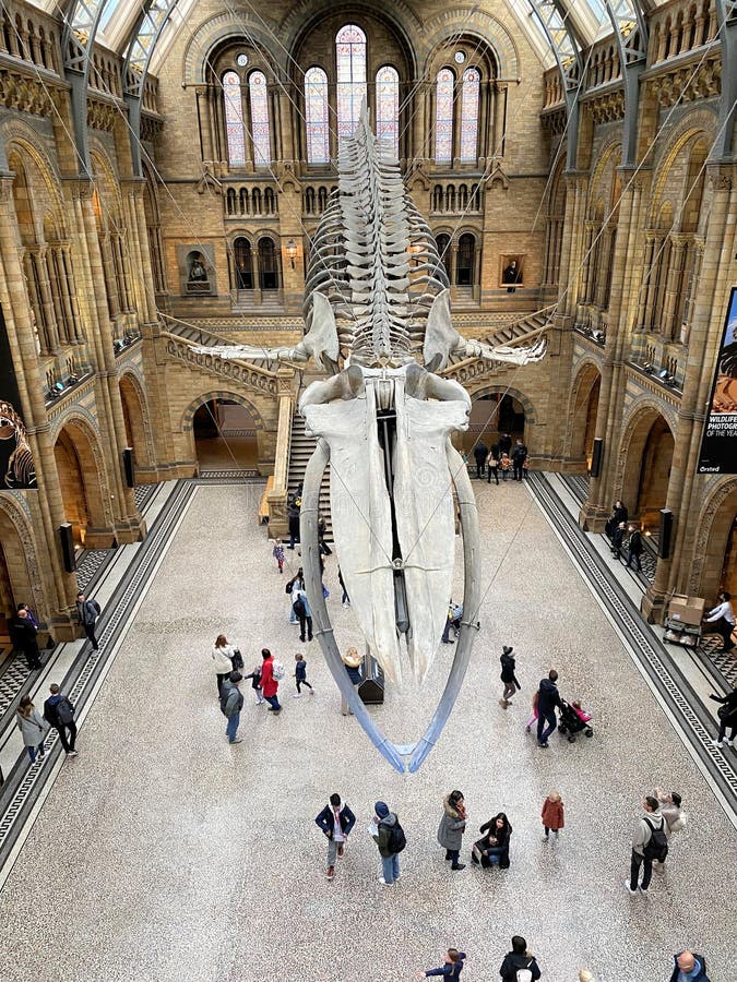 A View of the Inside of the Natural History Museum in London Editorial ...