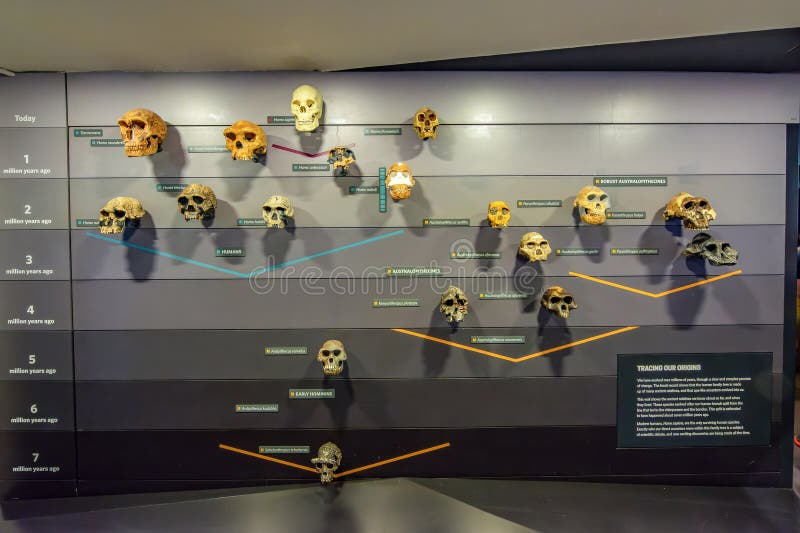 Skulls Representing Human Evolution in British Museum, London, UK ...