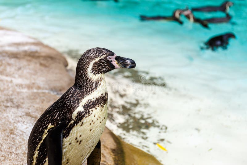 London ZOO stock image. Image of geotag, animal, england - 73894981
