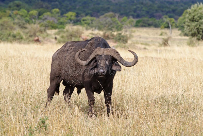 Lone African Buffalo Bull, Kenya Stock Image - Image of animal, buffalo ...