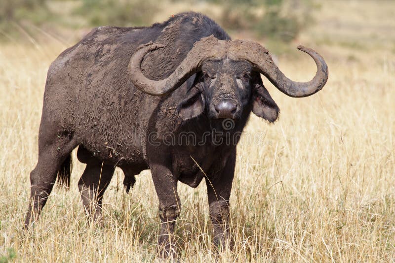 Lone African Buffalo Bull, Kenya Stock Image - Image of african, kenya ...