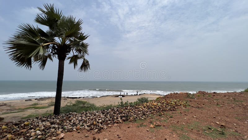 A Lone and Aging Coconut Tree on Seashore, India Stock Image - Image of ...