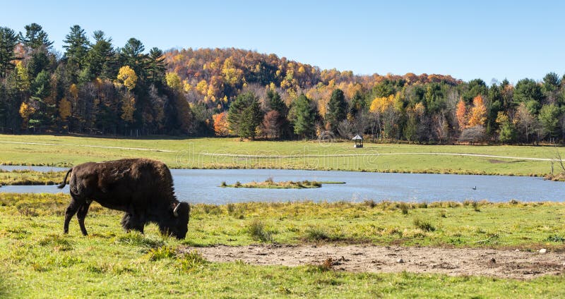 A Lone American Field Buffalo in a Forest Stock Photo - Image of ...