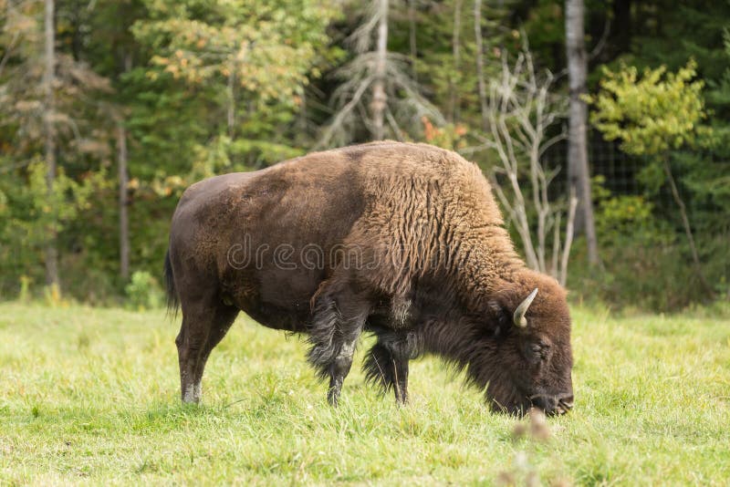 A Lone American Field Buffalo Stock Image - Image of park, field: 78193575