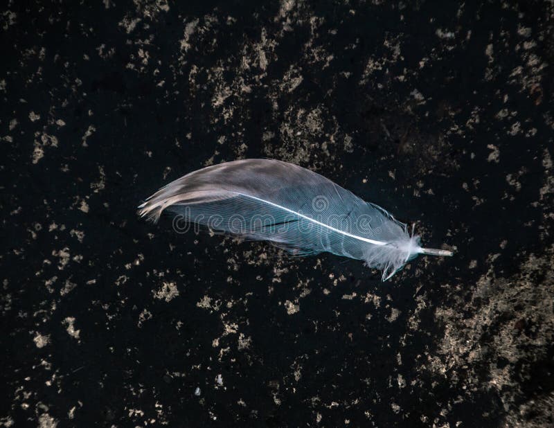 A Lone Angel Feather on the Surface of the Water. Stock Photo - Image ...