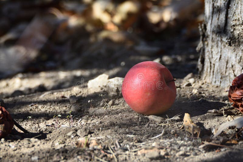 A lone apple stock photo. Image of dirt, outdoors, fell - 205469572