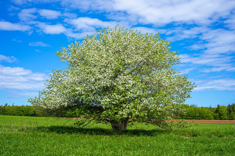 Lone Blooming Apple Tree stock photo. Image of blooming - 264221862