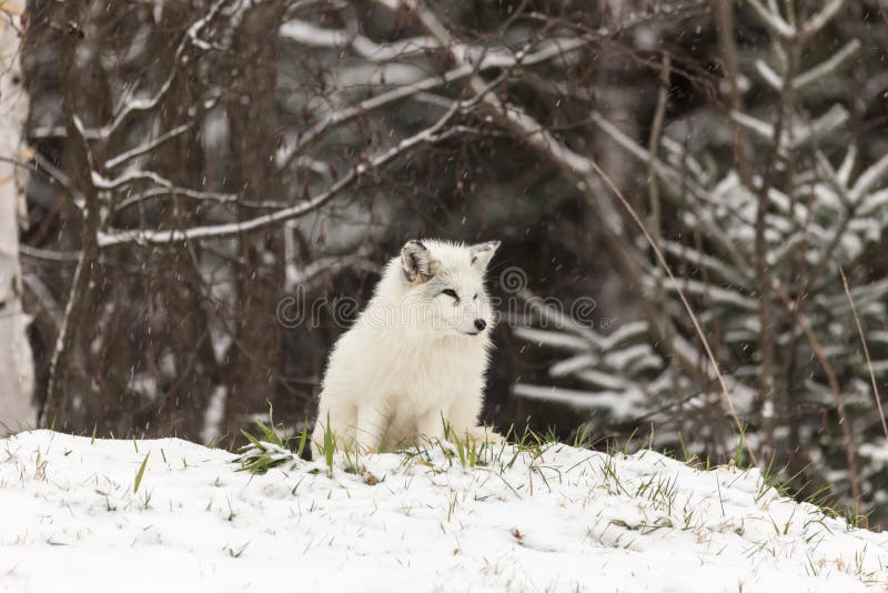 Lone Arctic Fox in a Winter Environment Stock Photo - Image of forest ...