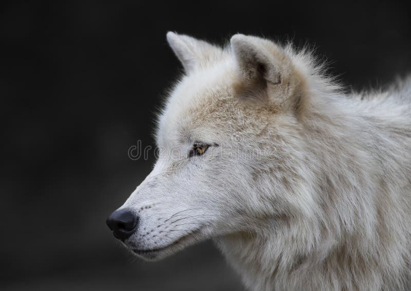 Arctic Wolf Closeup Standing on a Rock in Spring in Canada Stock Photo ...