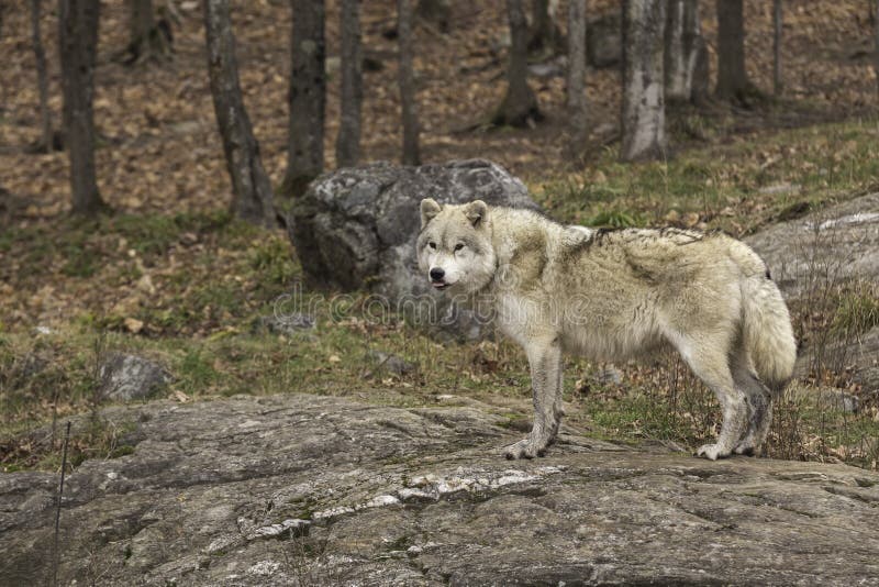 A lone Arctic Wolf in fall stock photo. Image of look - 41646002
