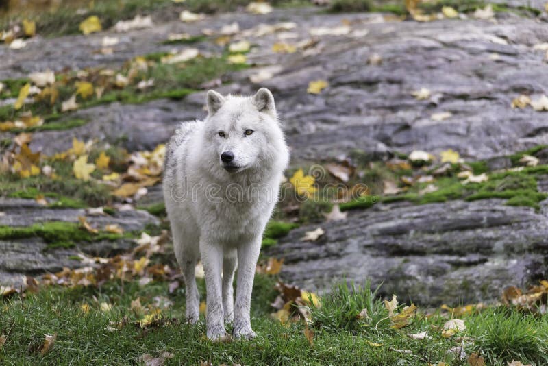 Lone Arctic Wolf in a Fall, Forest Environment Stock Image - Image of ...