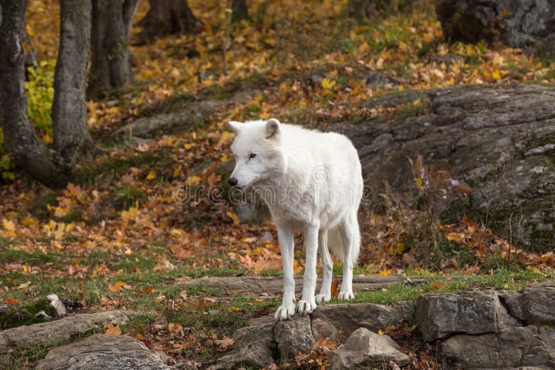 A Lone Arctic Wolf in the Fall Season Stock Image - Image of copy ...