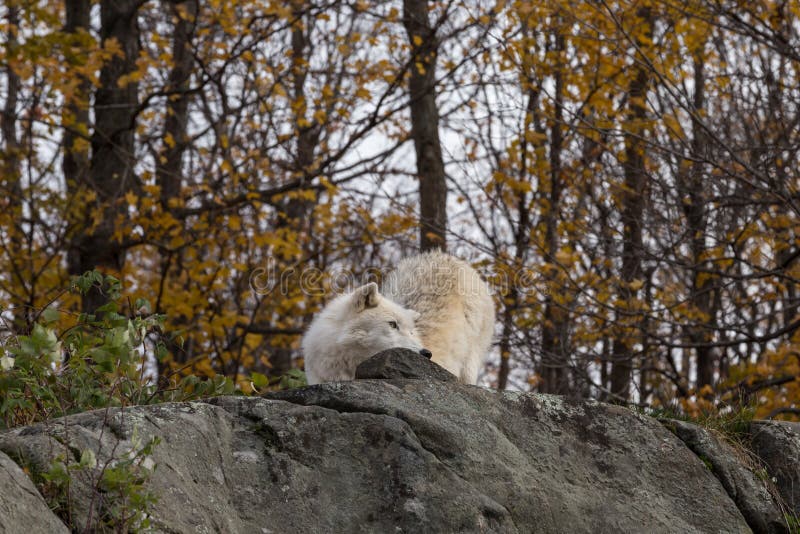 A Lone Arctic Wolf in the Fall Season Stock Image - Image of isolated ...