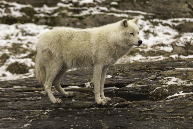 Young Arctic Wolf Standing on Rocks Stock Image - Image of untamed ...
