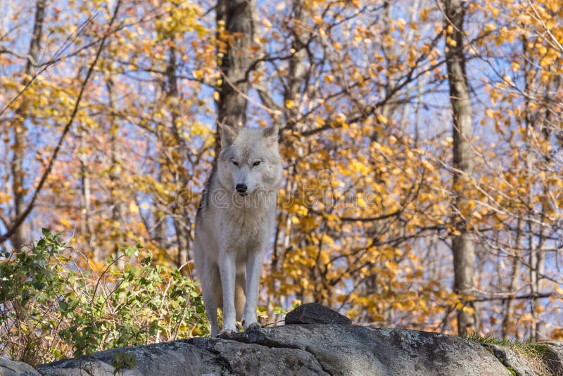 A Lone Arctic Wolf in the Fall Woods Stock Image - Image of natural ...