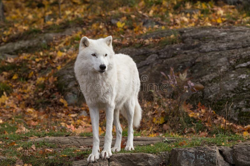 A Lone Arctic Wolf in the Fall Woods Stock Photo - Image of face, pose ...