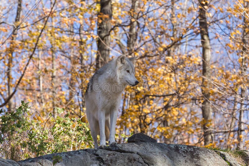 A Lone Arctic Wolf in the Fall Woods Stock Image - Image of lone ...
