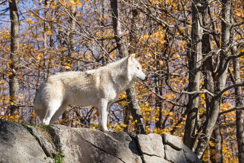 A Lone Arctic Wolf in the Fall Woods Stock Image - Image of grey ...