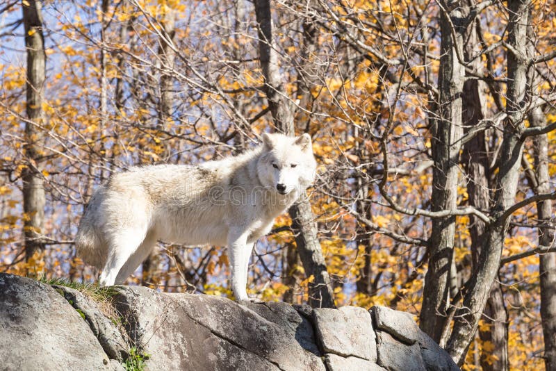 A Lone Arctic Wolf in the Fall Woods Stock Image - Image of snow ...