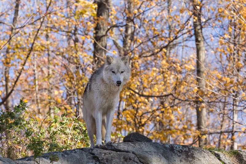 A Lone Arctic Wolf in a Forest Stock Photo - Image of savage, arctic ...