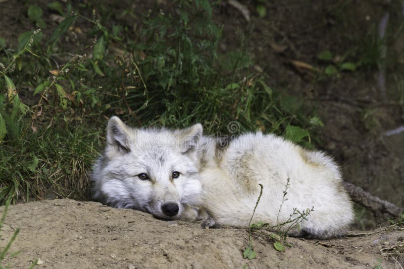 A Profile of an Arctic Wolf Stock Image - Image of snow, undomesticated ...