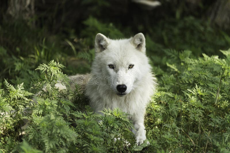 A Lone Arctic Wolf in Some Leaves Stock Photo - Image of leaves, animal ...