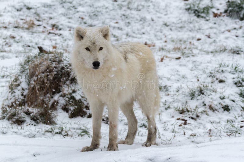 A Lone Arctic Wolf in a Winter Scene Stock Photo - Image of head ...