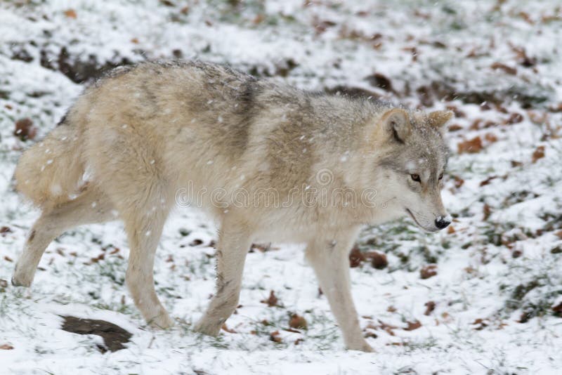 A Lone Arctic Wolf in a Winter SceneLone Arctic Wolf in a Winter Scene ...