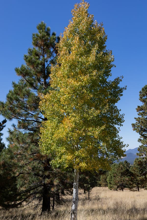 Lone Aspen in Field of Pines Stock Photo - Image of lone, pines: 163127472