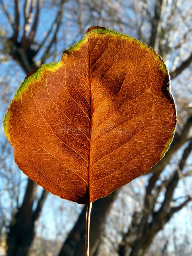 Lone Aspen Leaf stock image. Image of veins, changing - 11857295