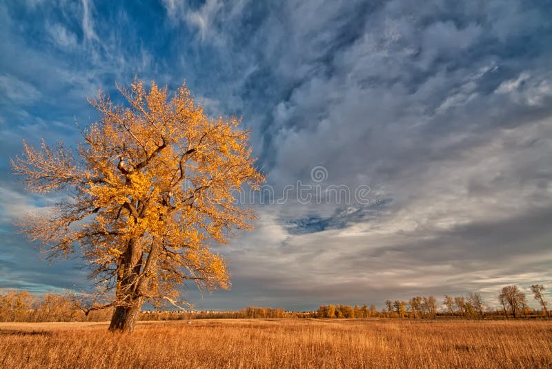Lone Tree with an Autumn Sky Stock Image - Image of creek, cloudy: 26638465