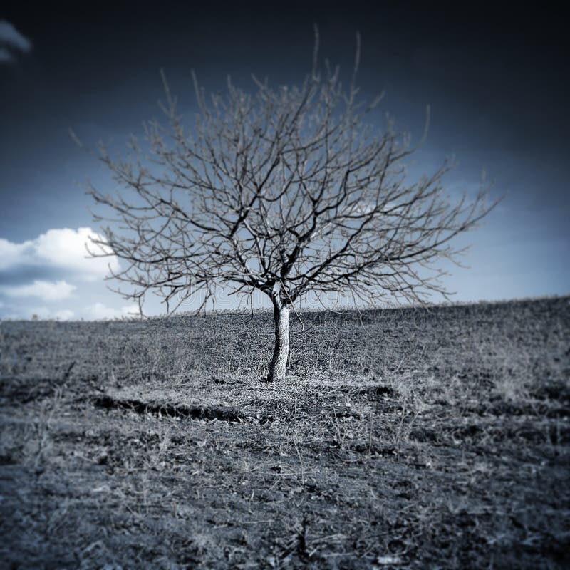 Lone Autumn Tree in a Clear Field Stock Photo - Image of photograph ...