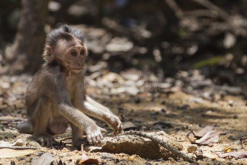Lone Baby Duckling in Muddy Water. Stock Image - Image of muddy ...