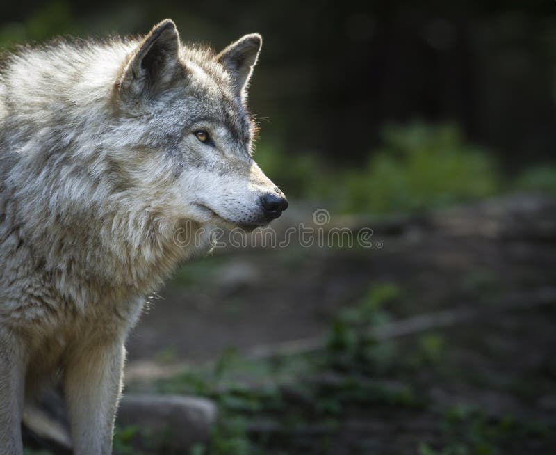 Lone, Backlight Grey Wolf Searches for Prey on a Green, Rocky Hill in ...