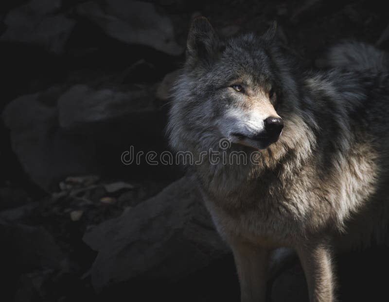 Lone, Backlight Grey Wolf Searches for Prey on a Green, Rocky Hill in ...