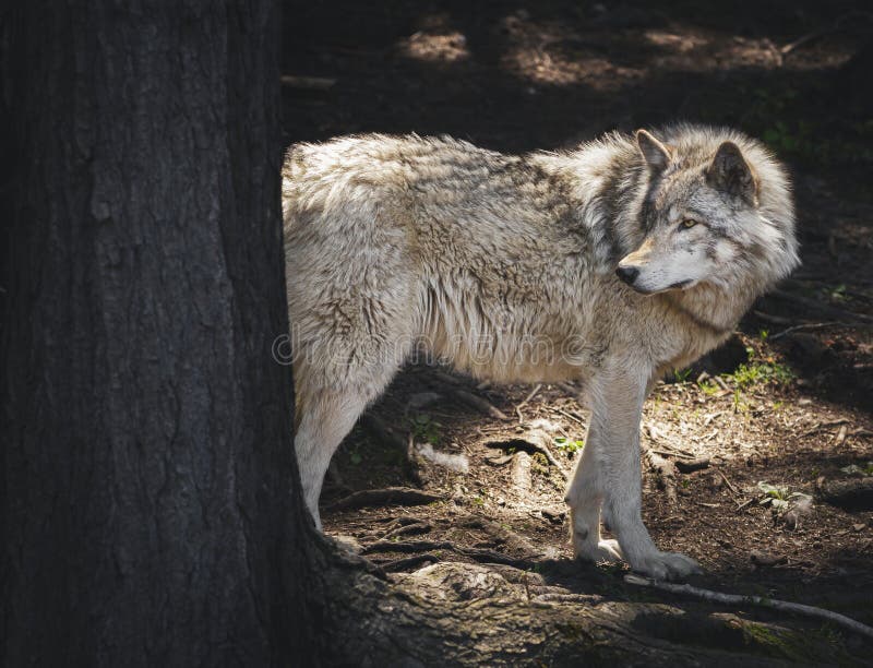 Lone, Backlight Grey Wolf Searches for Prey on a Green, Rocky Hill in ...