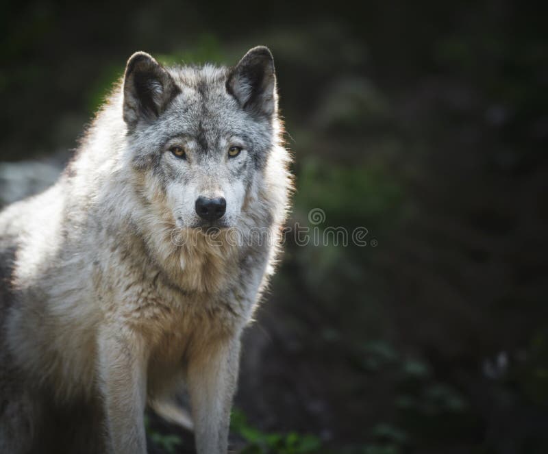 Lone, Backlight Grey Wolf with an Intense Stare, Stands on a Green ...