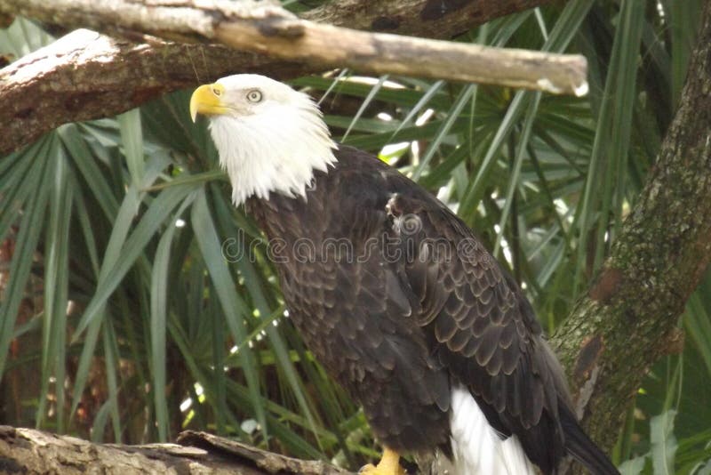 Lone Bald Eagle Stock Photos - Free & Royalty-Free Stock Photos from ... Lone Bald Eagle Stock Photos - Free & Royalty-Free Stock Photos from ...