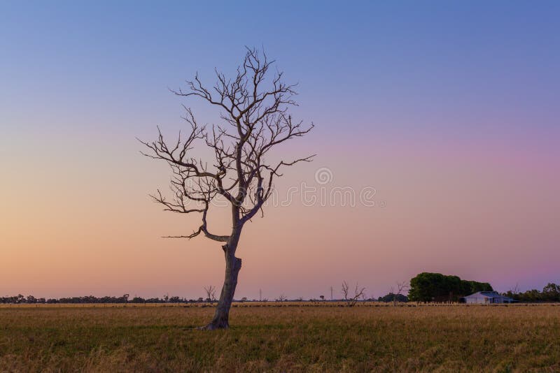 Lone Bare Dry Tree in Field at Sunset. Stock Image - Image of lone ...
