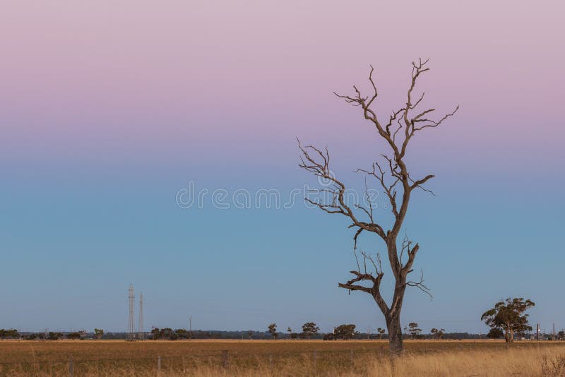 Lone Bare Dry Tree in Yellow Field at Pink Dusk. Stock Photo - Image of ...